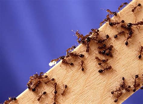 Fourmis charpentières comment se débarrasser d un nid