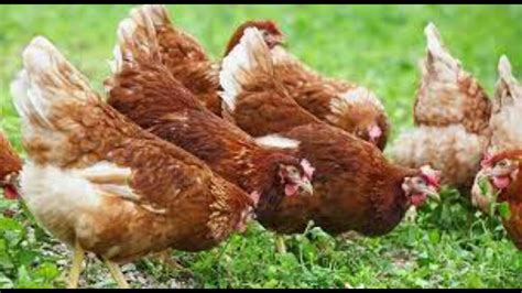 5 MEJORES RAZAS DE GALLINAS PONEDORAS DE HUEVO MAS RENTABLES 2022 YouTube