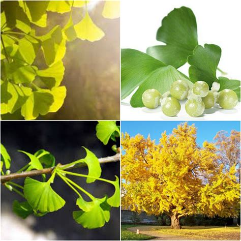 Ginkgo Biloba Propiedades Beneficios Dónde Comprar Online2019