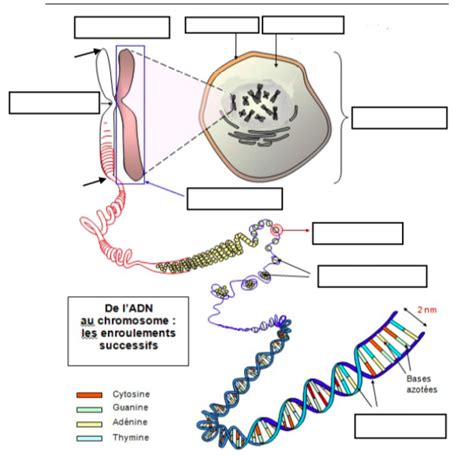 Structure Du Chromosome Et De L Adn Diagram Quizlet