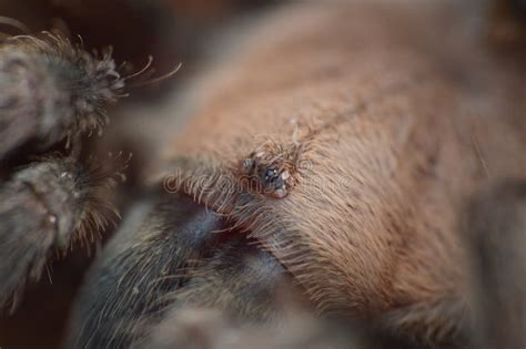 Brachypelma Albiceps Spiders Eyes Close Up Stock Photo Image Of