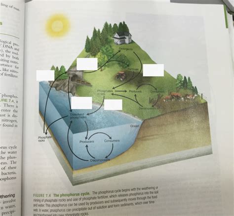 Phosphorus Cycle Diagram Quizlet