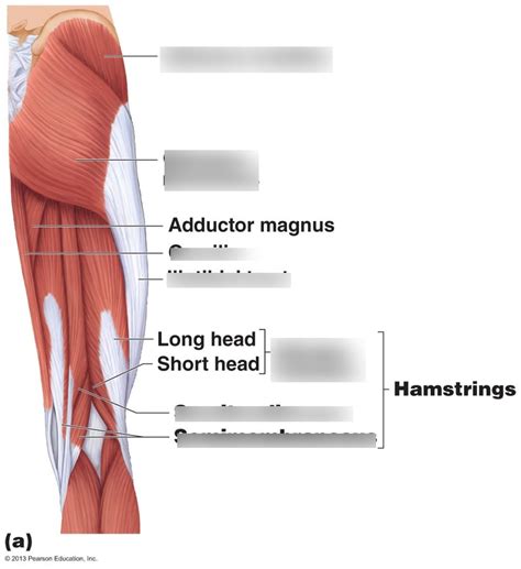 Gluteal Group Diagram Quizlet