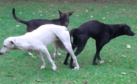 Por qué los perros se quedan pegados cuando se cruzan Chile Gestion