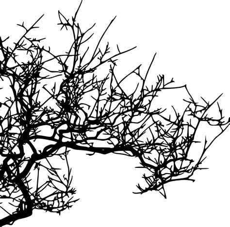 Tree Branch Silhouettes Png Transparent Onlygfx