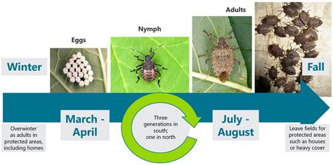 Marmorated Stink Bug Life Cycle Yung Mcmurray