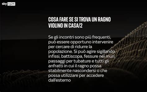 Ragno Violino In Italia Come Riconoscerlo Il Morso E I Sintomi FOTO