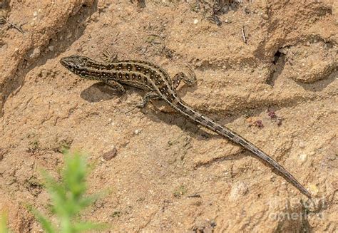 Female Sand Lizard Photograph By Bob Gibbons Science Photo Library Pixels