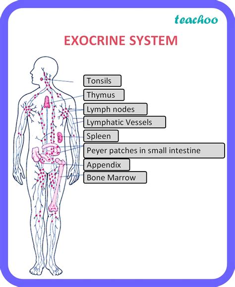 Class Difference Between Endocrine Glands And Exocrine Glands