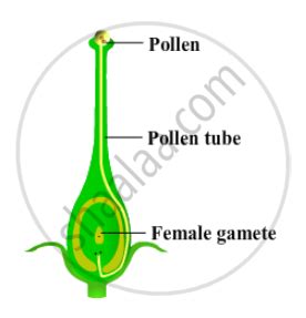 Describe The Process Of Fertilisation In A Flower With The Help Of