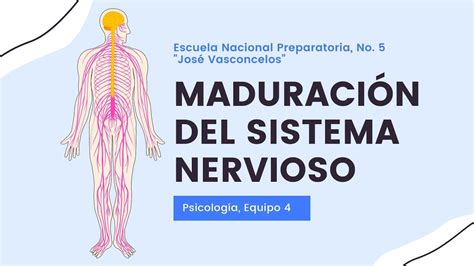 Maduración del Sistema Nervioso Psicología Equipo 4 YouTube