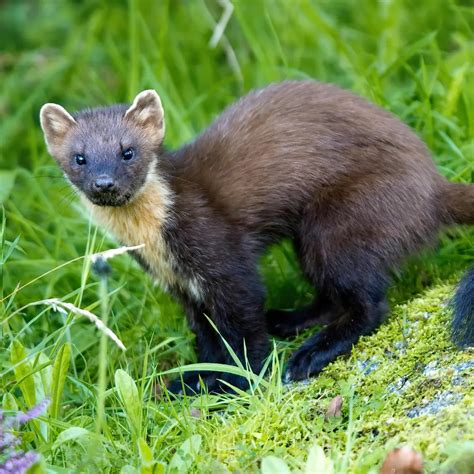 Comment piéger une martre que mange une martre pour lappâter avec de