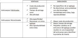 Custom antibodies producción de anticuerpos monoclonales y