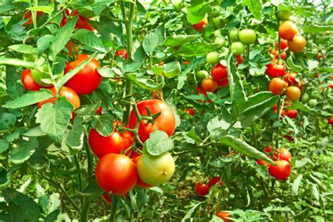 Fertilizaci N Del Tomate Huerto En Casa