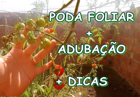 TOMATEIRO COMO E QUANDO PODAR AS FOLHAS Tomateiro Como Cuidar De