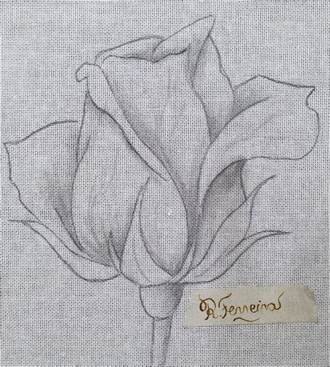 Pin de Gercira Delfina em rosa em 2024 Pintura de lírio Desenho de