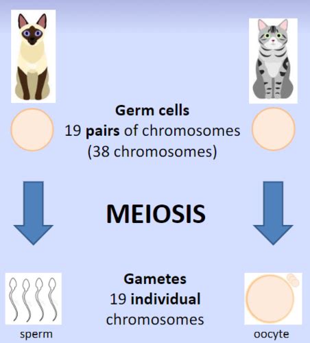 Meiosis Fertilization And Intro To Inheritance Flashcards Quizlet