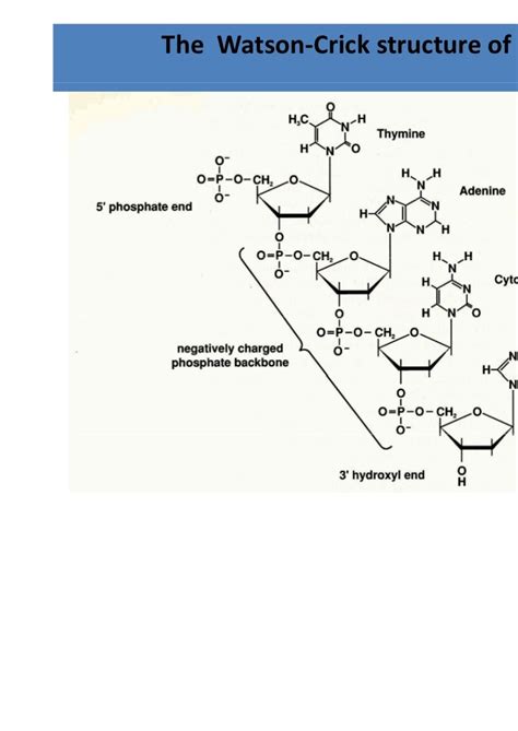 Nucleic Acids Structure And Functions