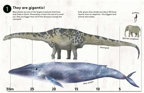 10 Reasons To Love A Whale Catherine Barr Books