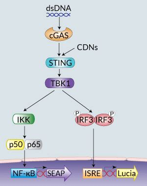 THP1 Dual KI mSTING cells NF κB IFN murine STING reporter monocytes