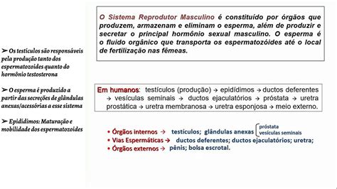 SOLUTION Anatomia Órgãos Genitais Internos Masculino e Feminino