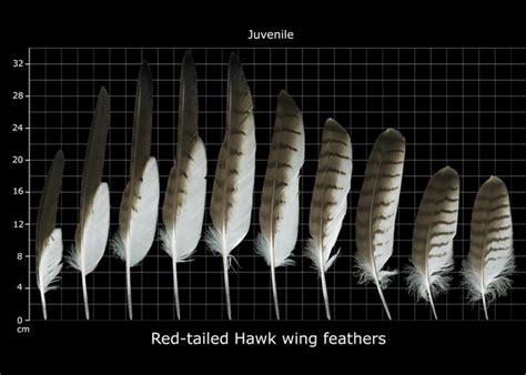 Feather Identification Red Tailed Hawk Wing Feathers Pinned By The