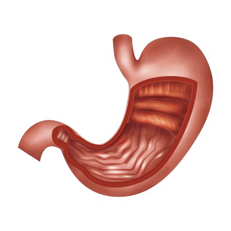Top Estomago Sistema Digestivo Dibujo Ginformate Mx 46512 Hot Sex Picture