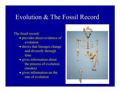 Evolution The Fossil Record Pdf