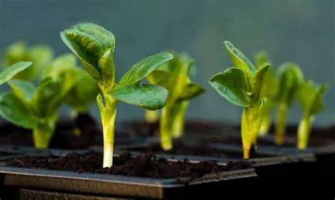 Six Légumes à Semer en Décembre pour des Récoltes Précoces et
