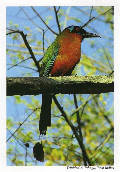 TT AAB FF TridadBlueCrowneddMotMot 001 Drache Eis Flickr
