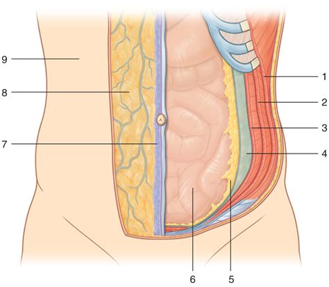 Capas Anatómicas De La Pared Abdominal