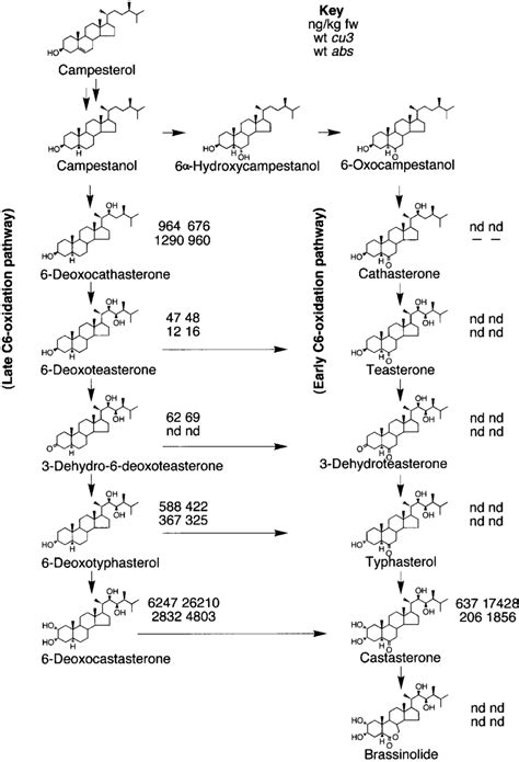 BR Biosynthesis Pathway And BR Contents Of Tomato Mutants BR