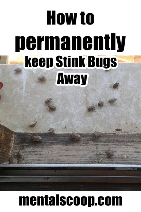 How To Permanently Get Rid Of Stink Bugs Home Garden Diy