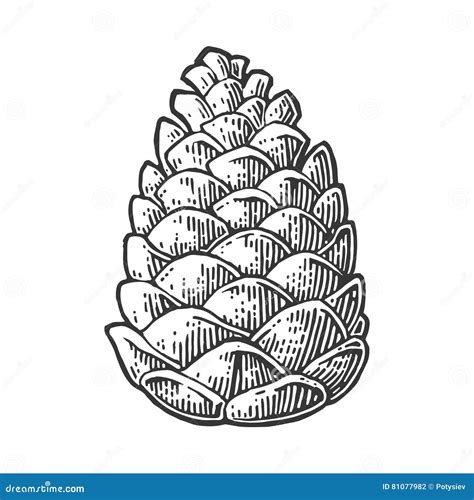 Cone Do Pinho Ilustração Da Gravura Do Preto Do Vintage Do Vetor