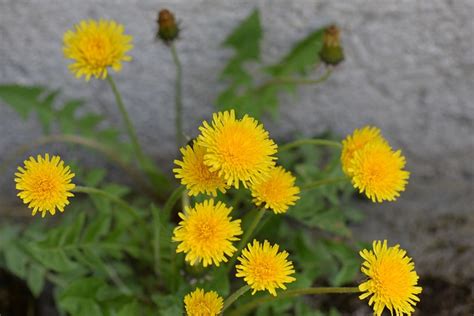 蒲公英 开花 花 Pixabay上的免费照片 Pixabay