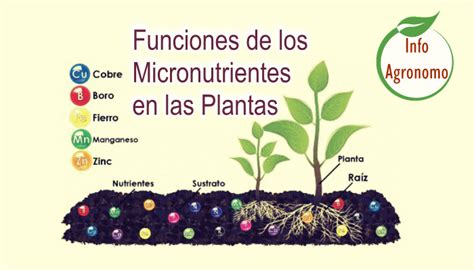Micronutrientes En La Fisiologia De Las Plantas InfoAgronomo