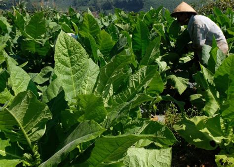 10 Daerah Penghasil Tembakau Terbesar Di Indonesia Inilah