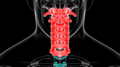 Human Skeleton Vertebral Column Cervical Vertebrae Anatomy 3D