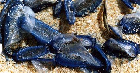 9 criaturas mais estranhas encontradas na praia Revista Galileu Ciência