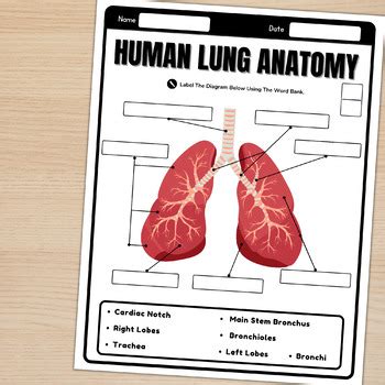 Human Lungs Labeling Worksheet Anatomy Of The Lungs Lungs Diagram
