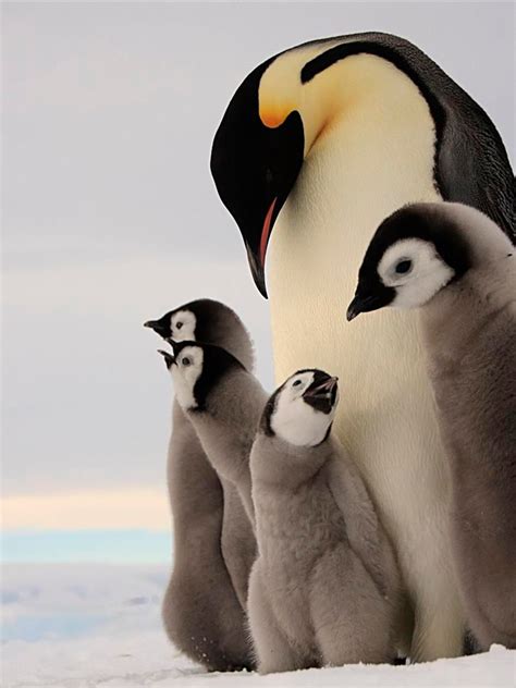 Images Of Real Penguins