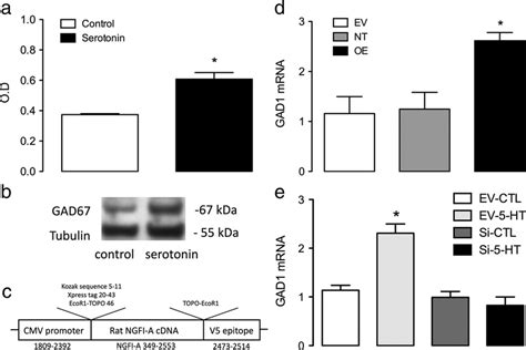 Regulation Of GAD1 Expression In Primary Hippocampal Neuronal Cell