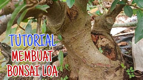 Tutorial Membuat Bonsai Loa Dari Awal Sampai Akhir Youtube