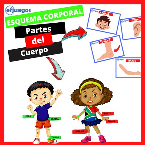 Tema 11 El Esquema Corporal El Proceso De Lateralizacin