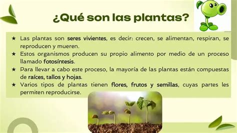 Ro B Sico Las Plantas Y Sus Necesidades Para Vivir Profe Social