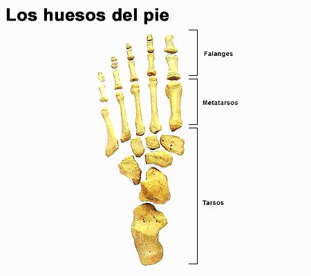 Todos Los Nombres De Los HUESOS Del Pie con Imágenes 60 OFF