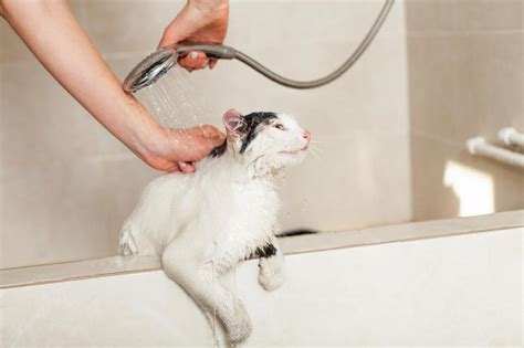 Cómo BAÑAR a un GATO que NO SE DEJA Consejos