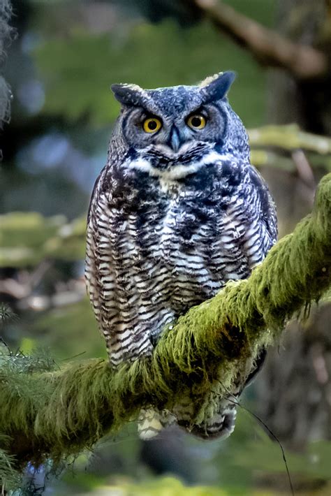 Great Horned Owl Blooms Ditch Olympia WA Nancy Nelson OCC Flickr