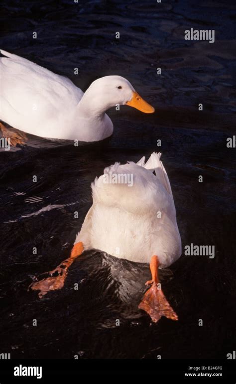 Upending Duck Hi Res Stock Photography And Images Alamy