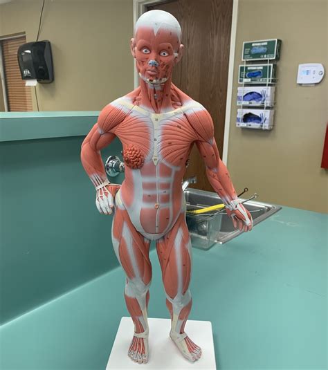 A P Lab Full Body Muscles Diagram Quizlet